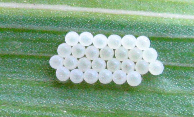 Plants & Such: Eggs under Leaf - Bugs?