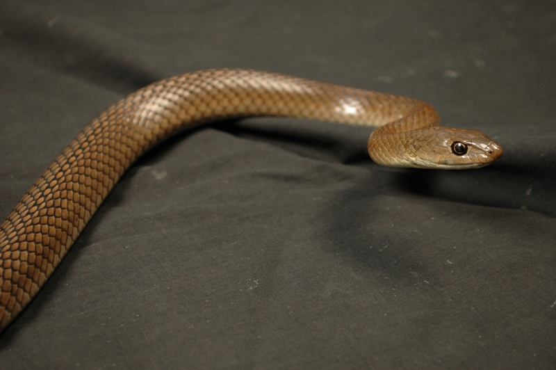 Stout Sand Snake