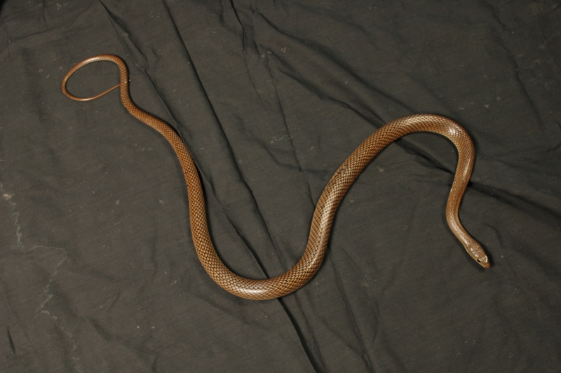 Stout Sand Snake