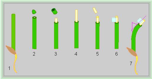 MyBiologyPal: Plant Hormone