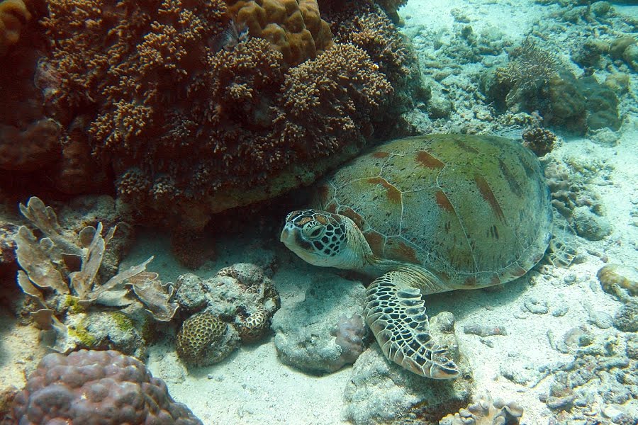 Olar Barndõk fotoblog: aprill 2010