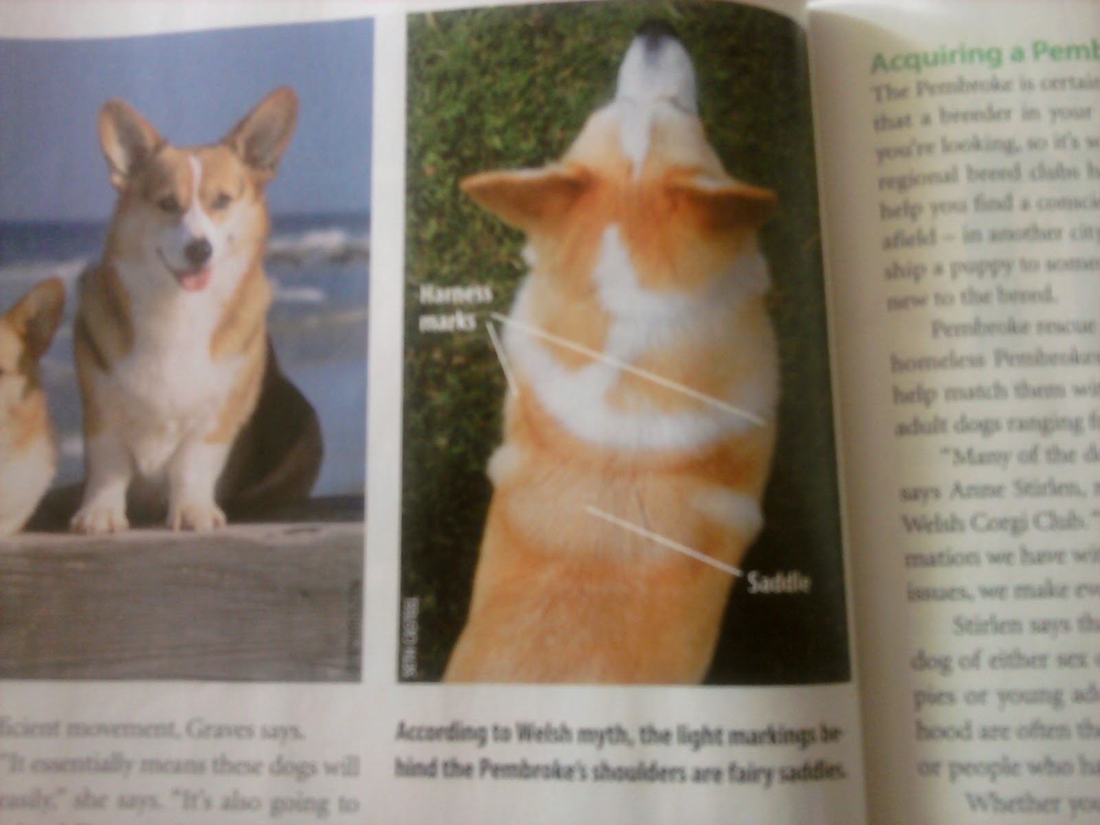 Anatomy of a Corgi : r/corgi