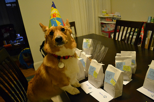 Bailey the Corgi: Birthday Party