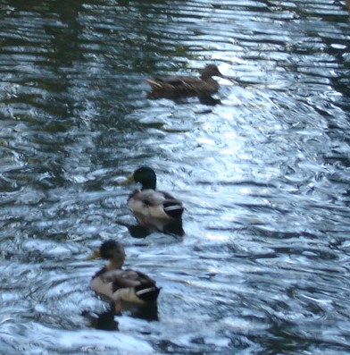 Outdoors Los Angeles: Trail Review - Franklin Canyon Ranch Trail