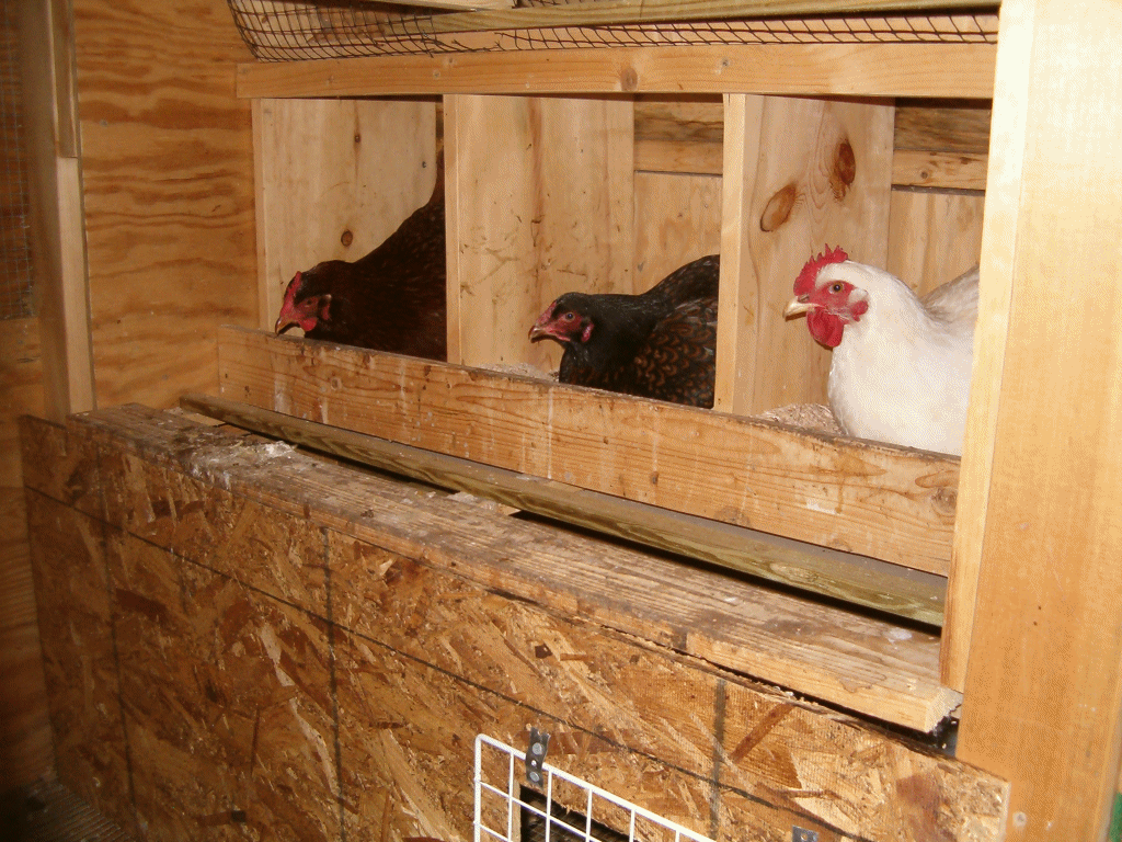 Time Well Spent: Broody Hen