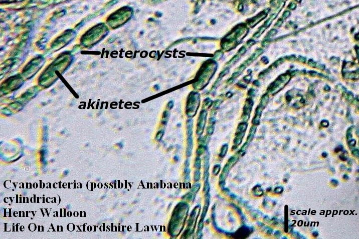 Anabaena Cell Labeled