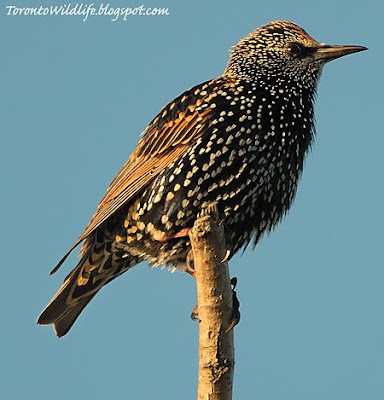 Toronto Wildlife: European (Super) Starling