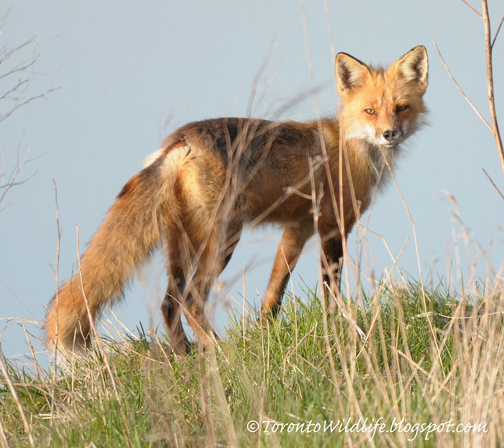 Toronto Wildlife: Patience and the Sly Red Fox