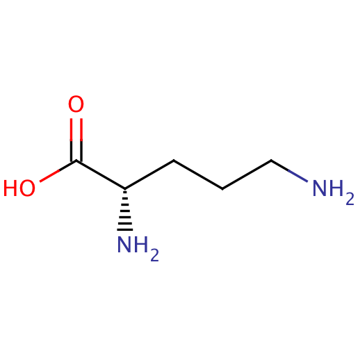 L-Ornithine: Arginine's Overlooked Metabolic Child