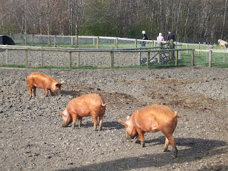 Photographs Of Newcastle: Bill Quay Community Farm