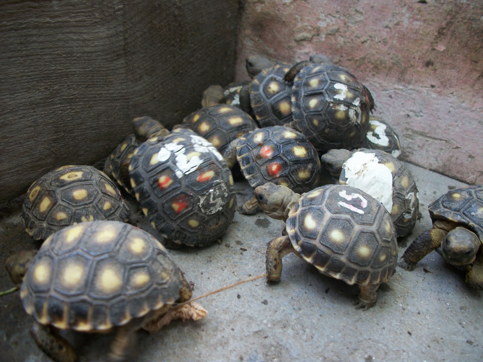 CRIADOR DE LA TORTUGA DE TIERRA,GOPEHRUS BERLANDIERI: NACIDAS EN EL 2010