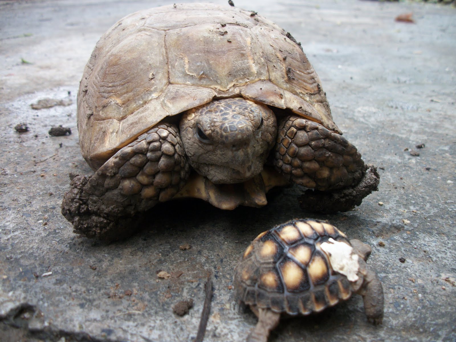 CRIADOR DE LA TORTUGA DE TIERRA,GOPEHRUS BERLANDIERI: TORTUGAS ...