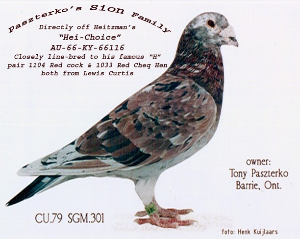 SION Family: Intelligent Pigeons