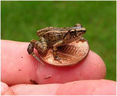 Unique Planet: The world's smallest frog