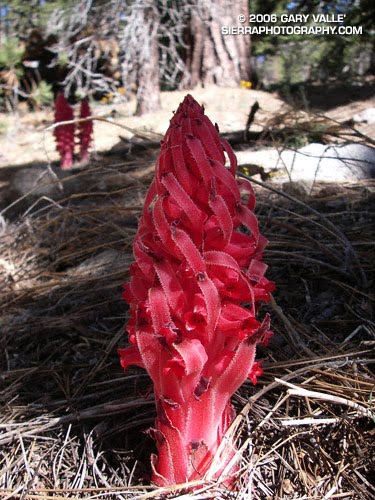 ellergy: THE AMAZING SNOW PLANT
