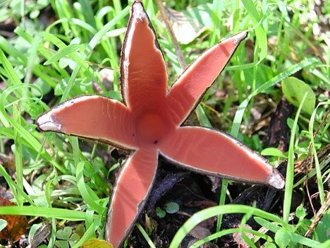 Knowledge is Wonderful: Devil's Cigar, The Mystery Mushroom