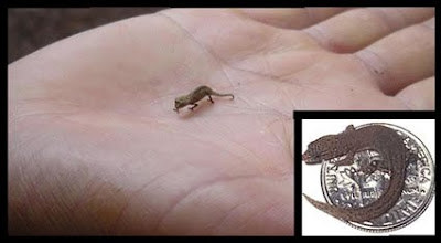ellergy: SOME OF THE WORLD’S SMALLEST CREATURES