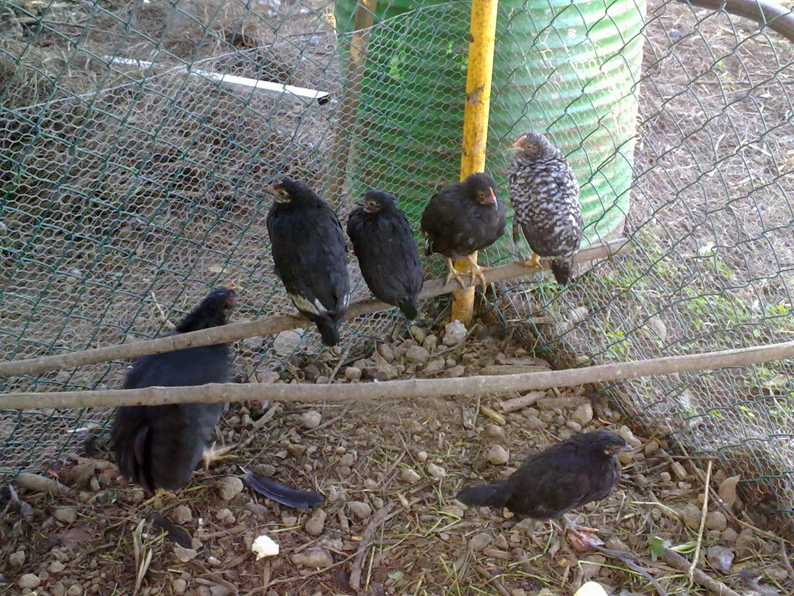 Minigranja la Vizcondesa: Mis pollitos con su madre