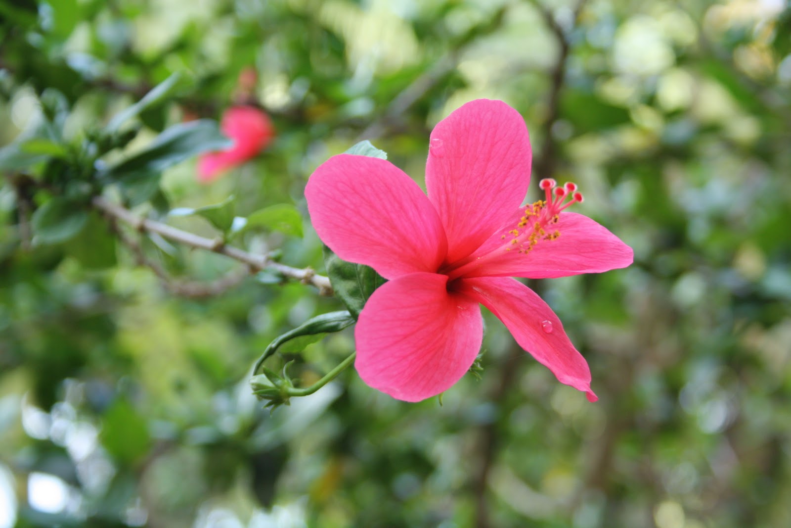 Shutter Treat.: Shoe flower