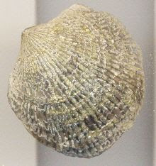 Fossil Photos: T0073 -- Atrypa