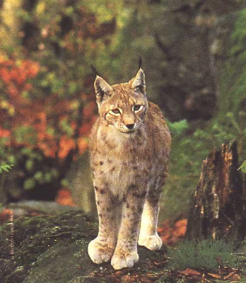 Animali: La lince