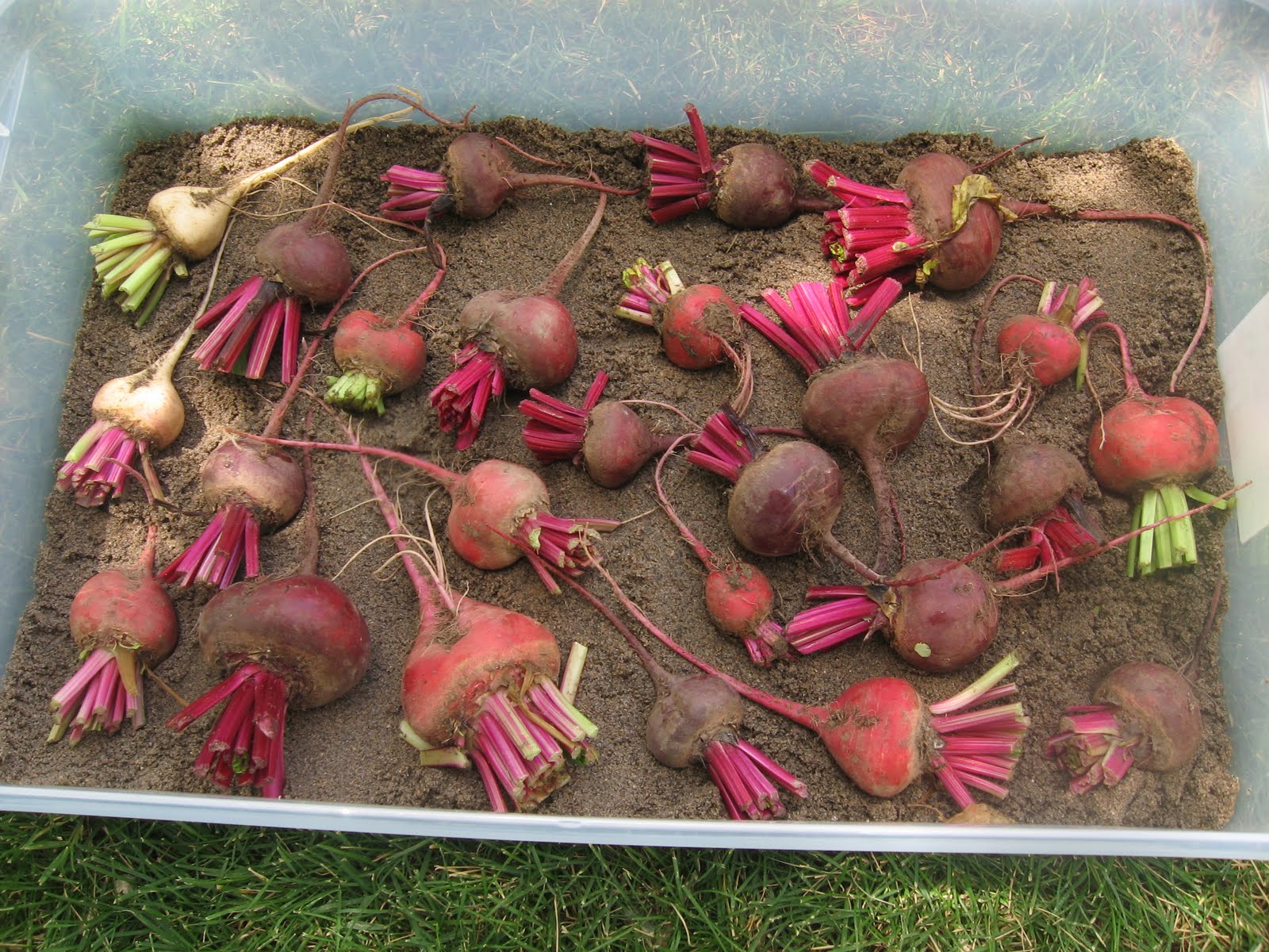 The Little Things: Storing Beets The Old Fashioned Way (Kind of...)