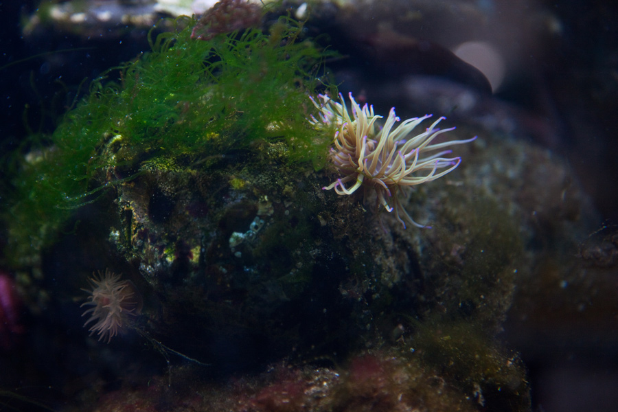 Keeping British Marine Life: Setting Up