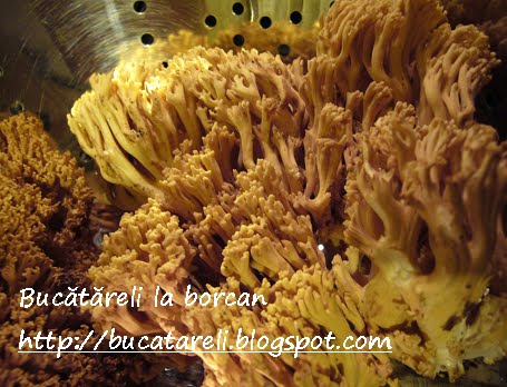 Bucătăreli la borcan: Din coşul cu ciuperci (2): o ciupercă rară în sos ...