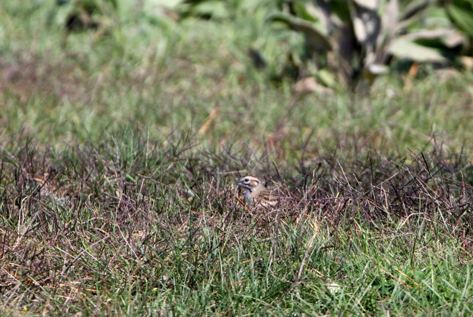 Looking Out from Central Massachusetts: Fabulous Cape Cod Class Trip - 9/25