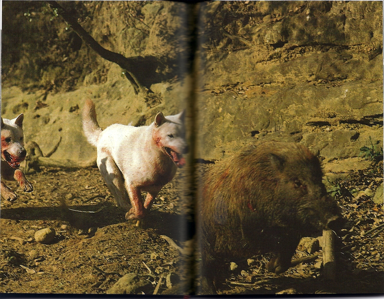 Demon Dog: a Shiba Inu's blog: Shibas are Fearsome Hunters