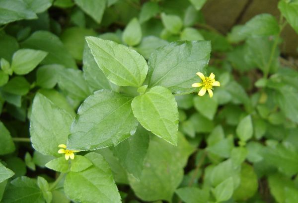 Gardening in Austin: Horse Herb?