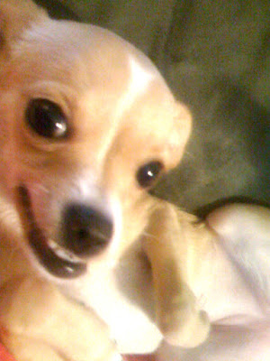Grit Gravy: Baylee, the Laughing Chihuahua