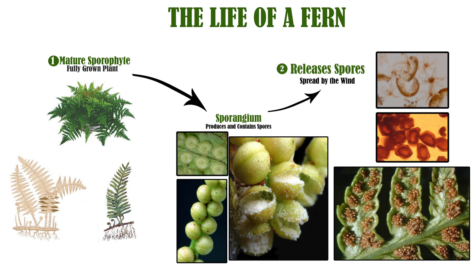 Sam Hayes: Research: Life Cycle of a Fern