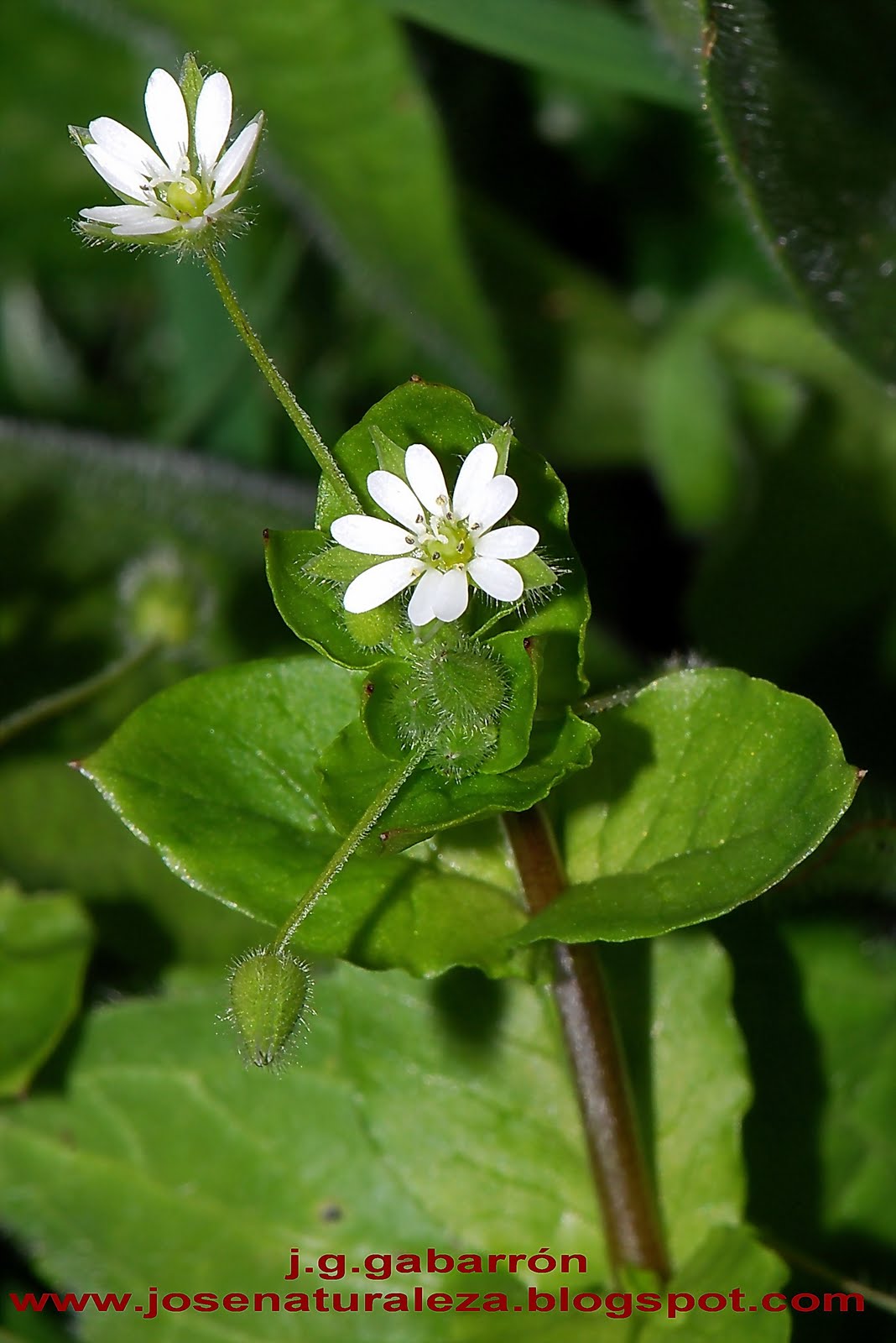 Naturaleza Viva: Stellaria media (L.) Vill Fam: Caryophyllaceae