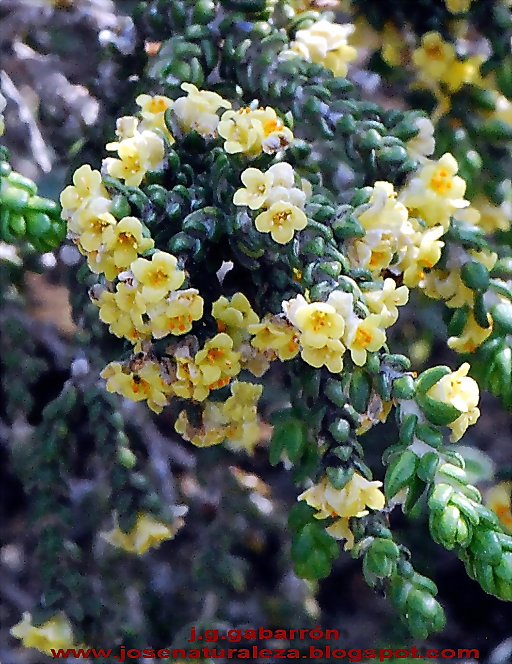 Naturaleza Viva: Thymelaea hirsuta (L.) Endl Fam: Thymelaeaceae