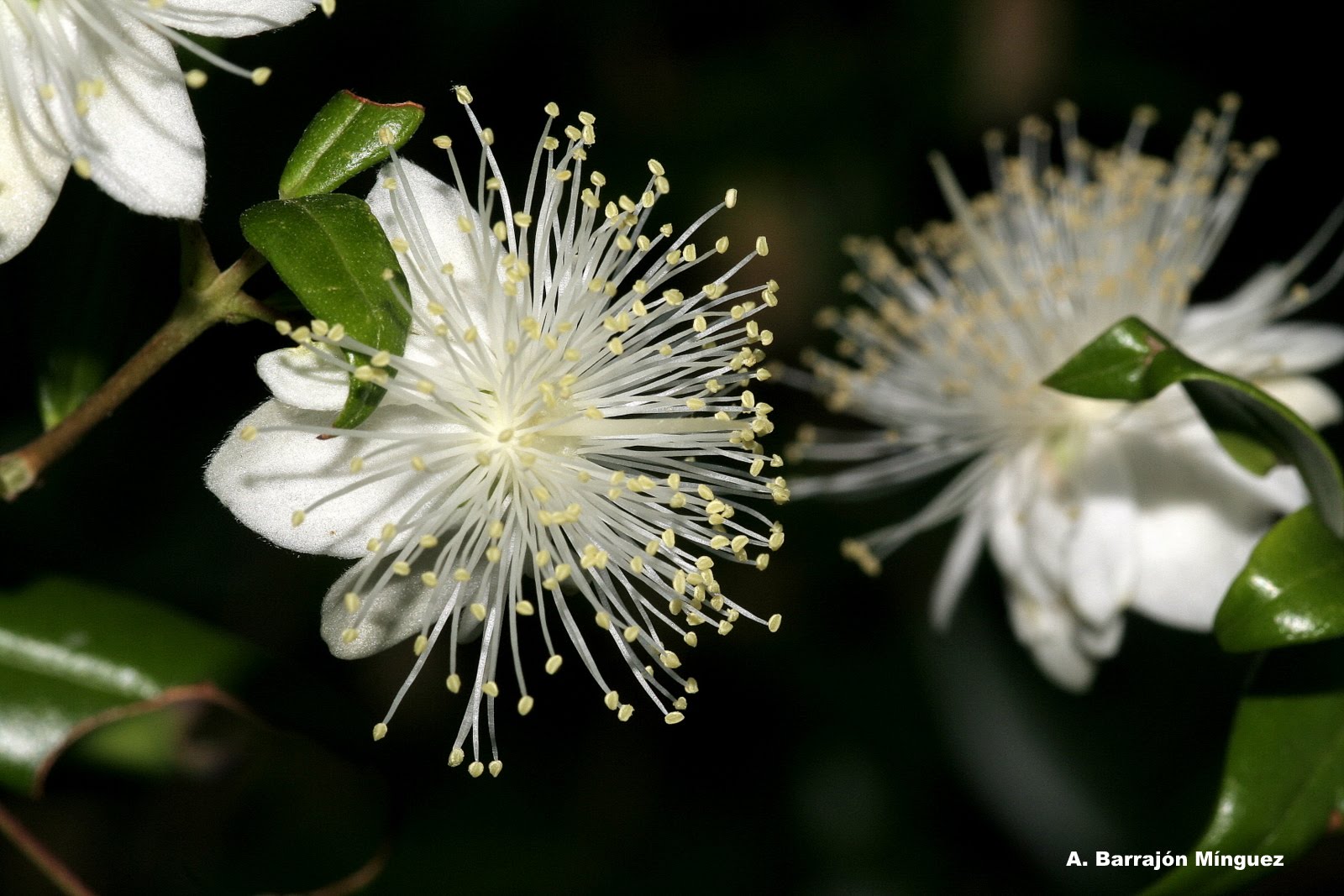 Naturaleza Viva: Myrtus communis L. Fam: Myrtaceae