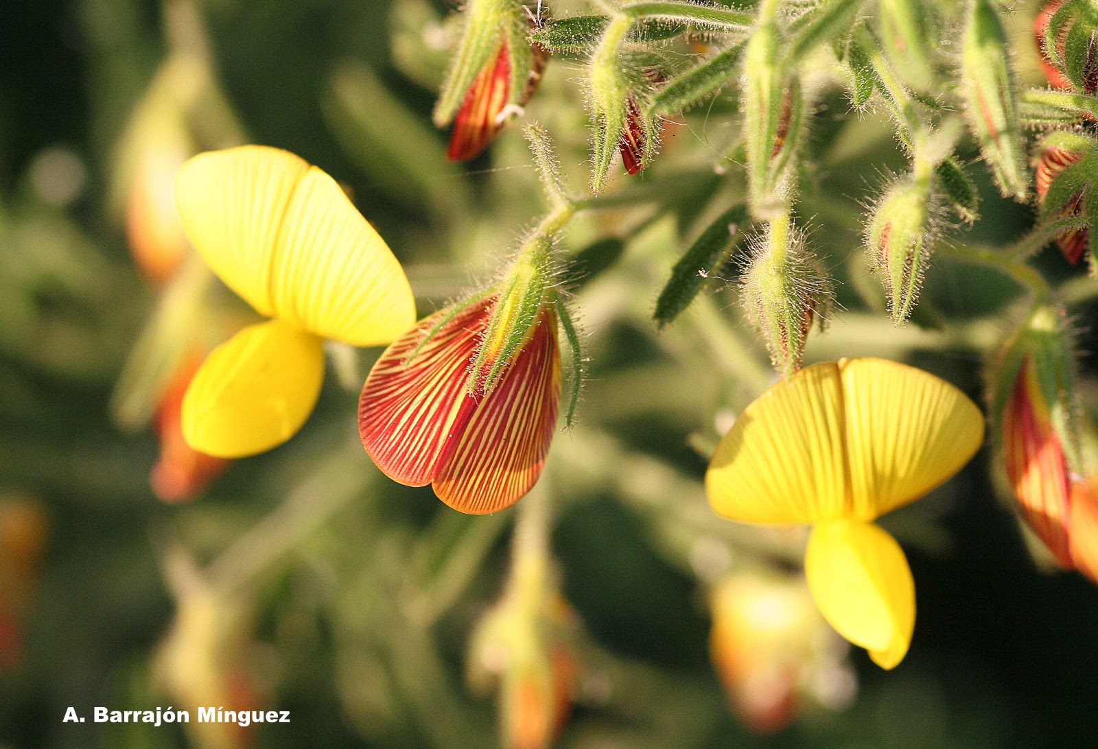 Naturaleza Viva: Ononis natrix L. Fam: Fabaceae