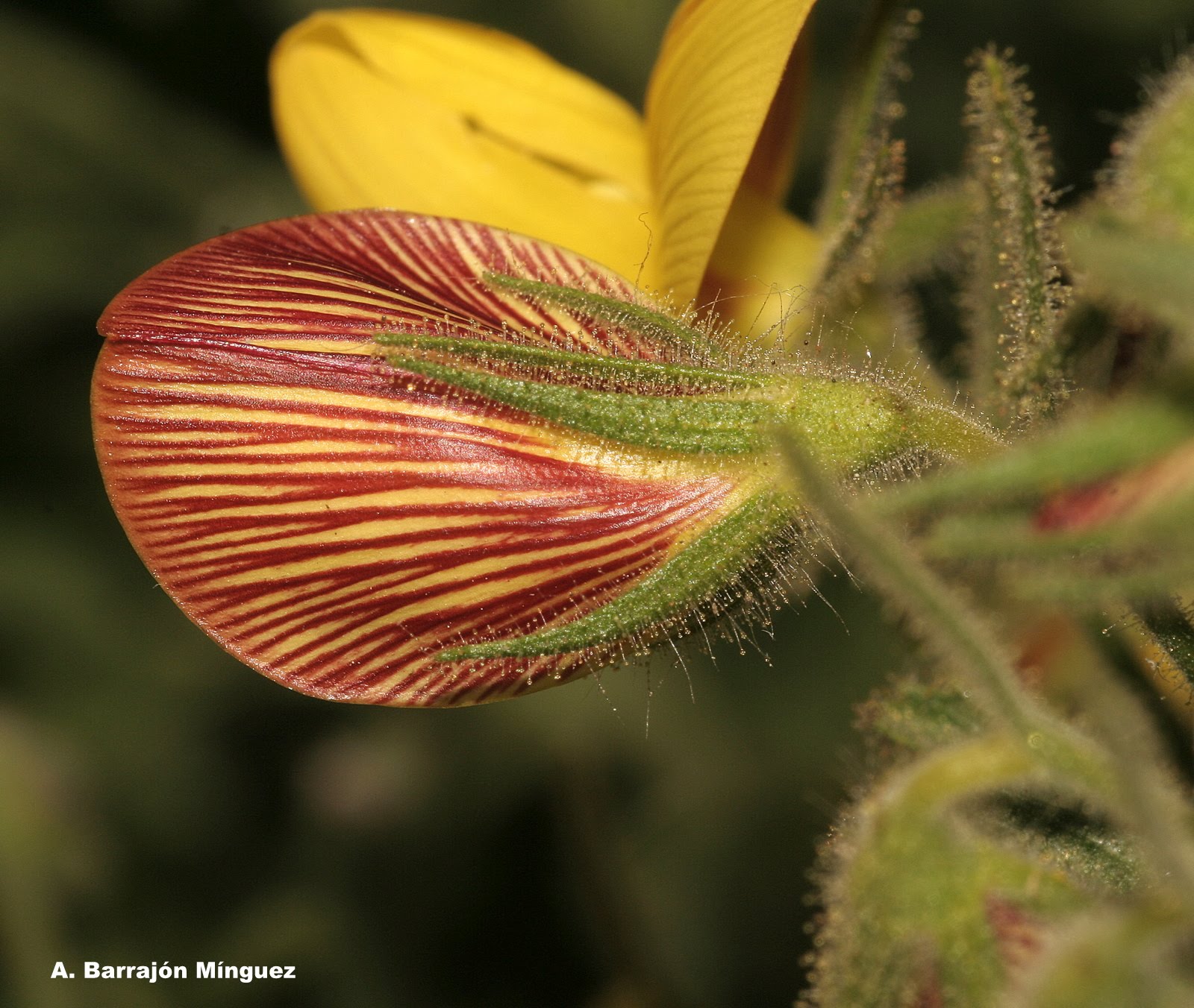 Naturaleza Viva: Ononis natrix L. Fam: Fabaceae