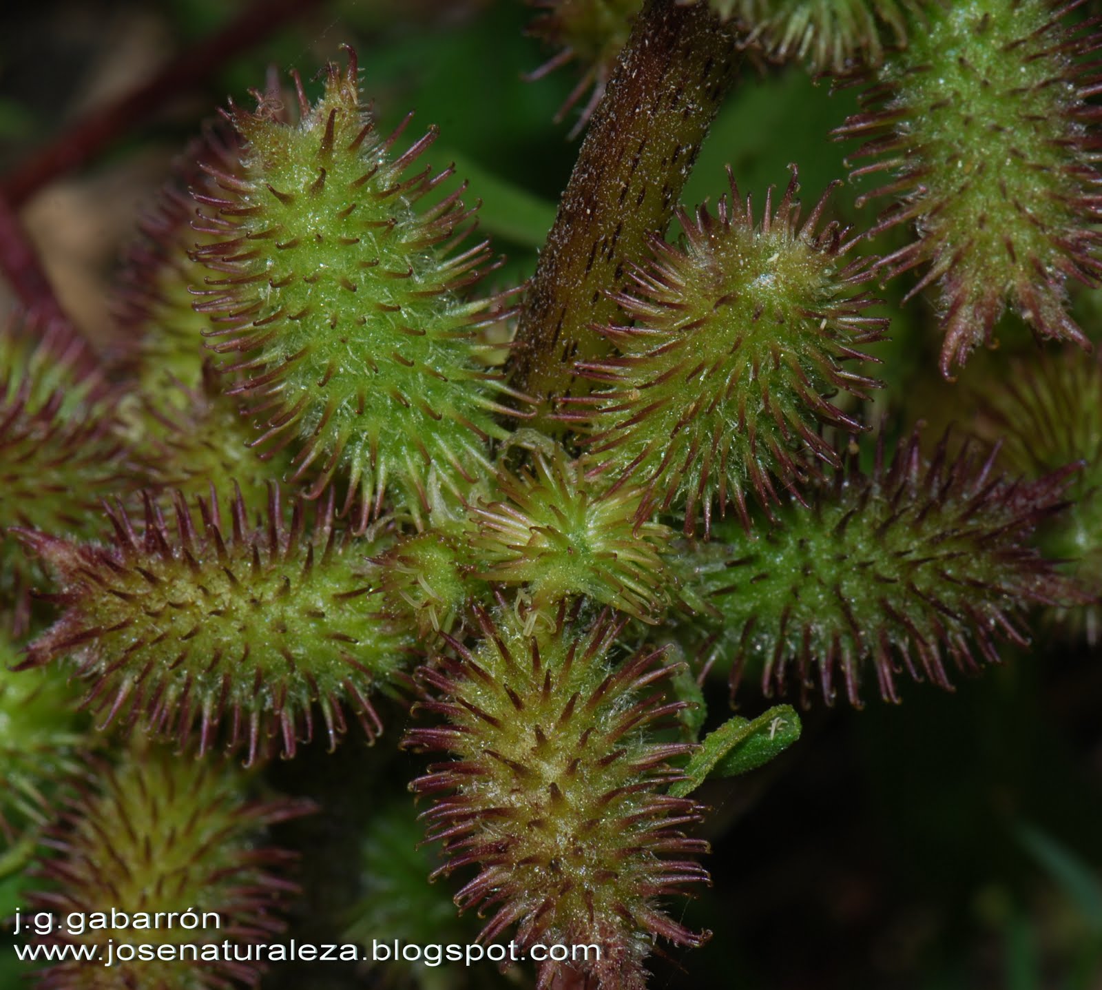 Naturaleza Viva: Xanthium strumarium L. Fam: Asteraceae