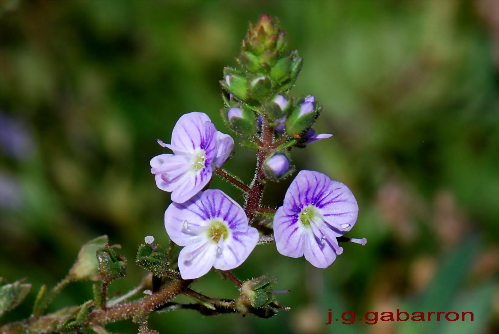 Naturaleza Viva: Veronica anagallis-aquatica L. subsp. anagallis ...