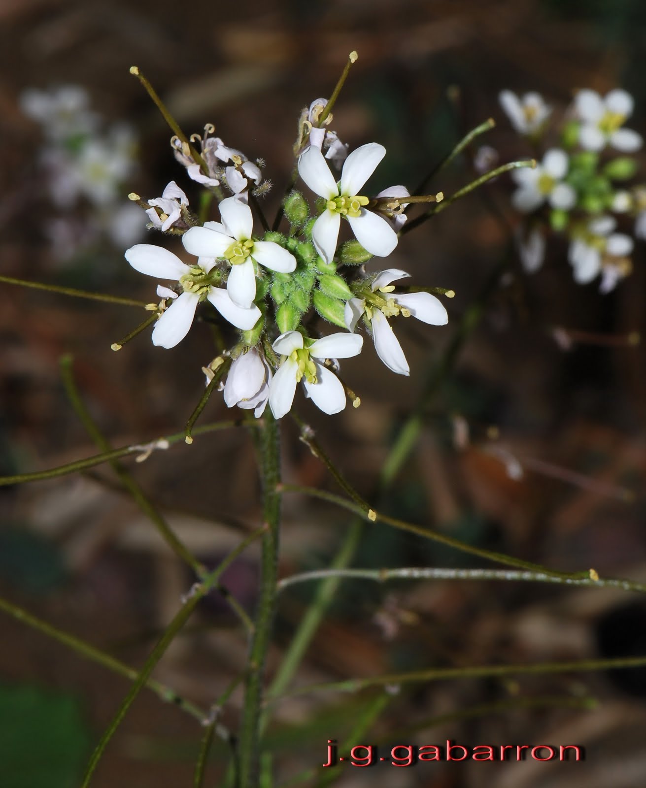 Naturaleza Viva: Diplotaxis erucoides (L.) DC. subsp. erucoides Fam ...