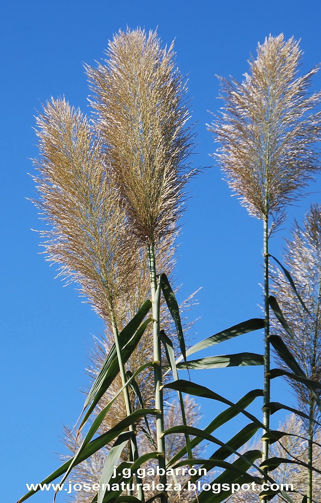Naturaleza Viva: Arundo donax L. Fam: Poaceae