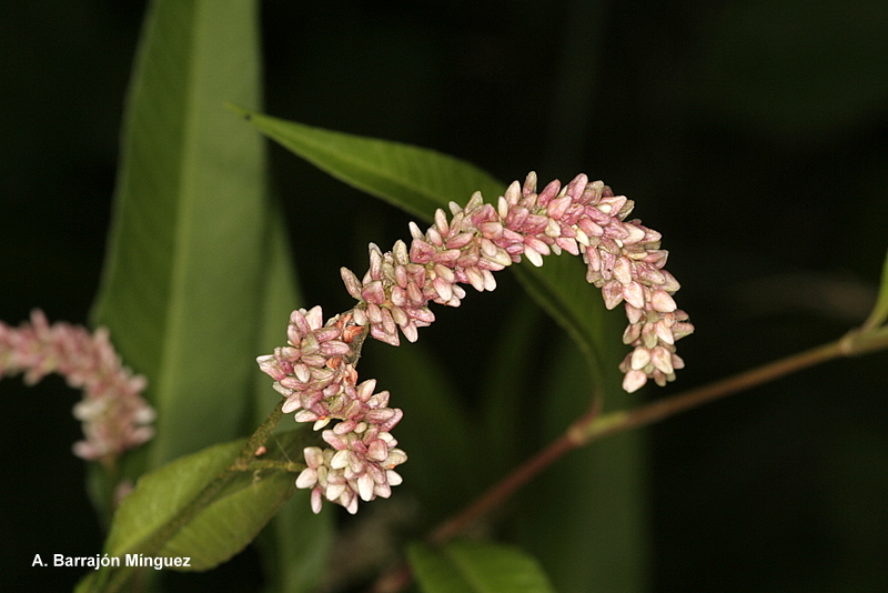 Naturaleza Viva: Polygonum lapathifolium L. Fam: Polygonaceae