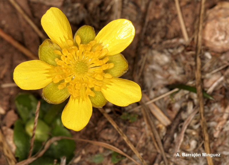 Naturaleza Viva: Ranunculus bullatus L. Fam: Ranunculaceae