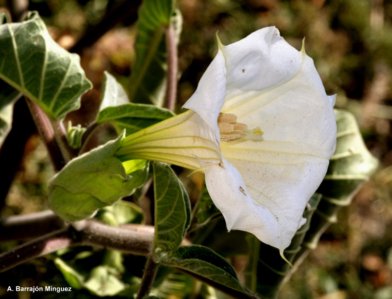 Naturaleza Viva: Datura innoxia Mill. Fam: Solanaceae