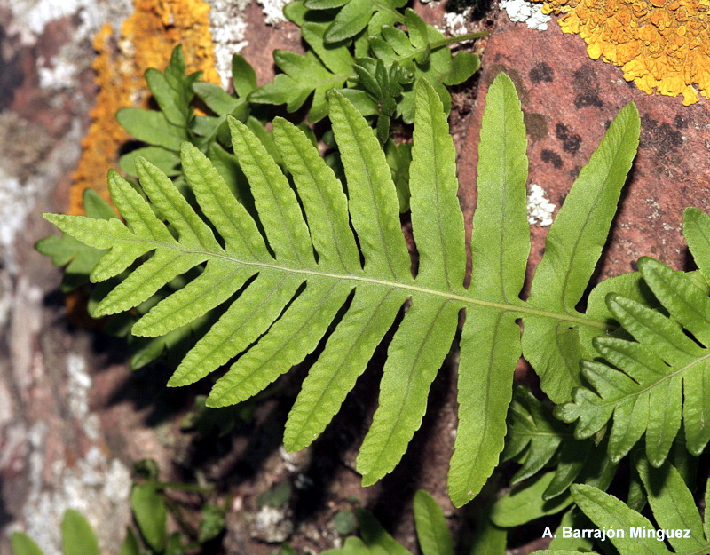 Naturaleza Viva: Polypodium cambricum L. subsp. cambricum Fam ...