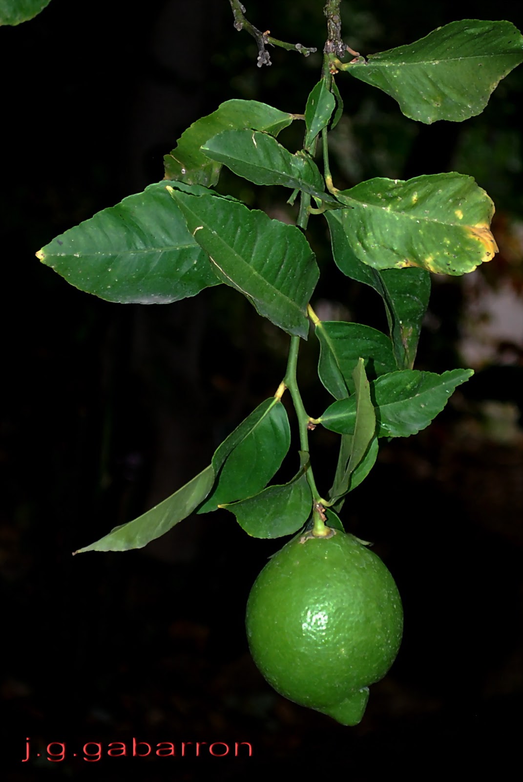 Naturaleza Viva: Citrus limon (L.) Burm. Fam: Rutaceae