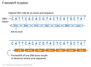 understand DNA: Genes, proteins and traits