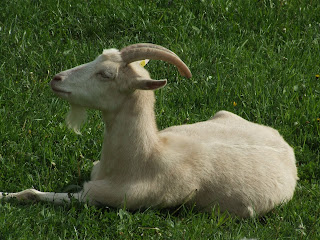 capre casina albertana formaggio di capra formaggio stagionato netro ...