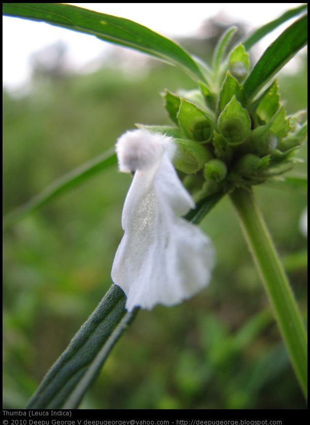 Journey Never Ends: Thumbapoo (Leuca Indica)